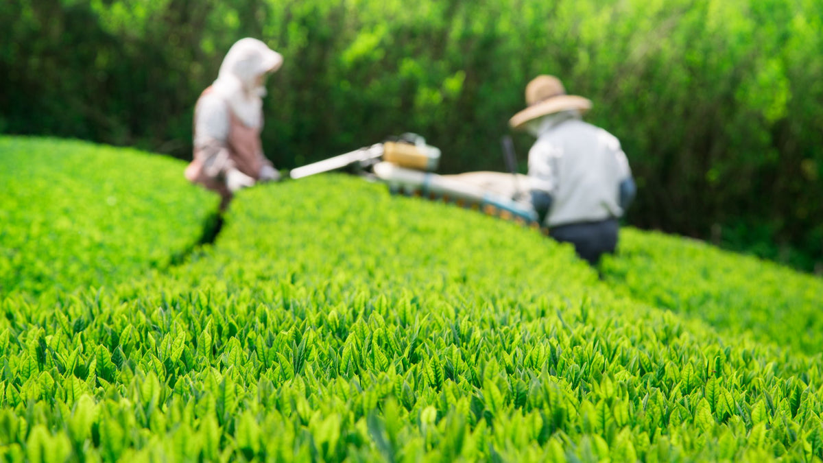 Japanese Green Tea: Top 10 Benefits – Fine USA