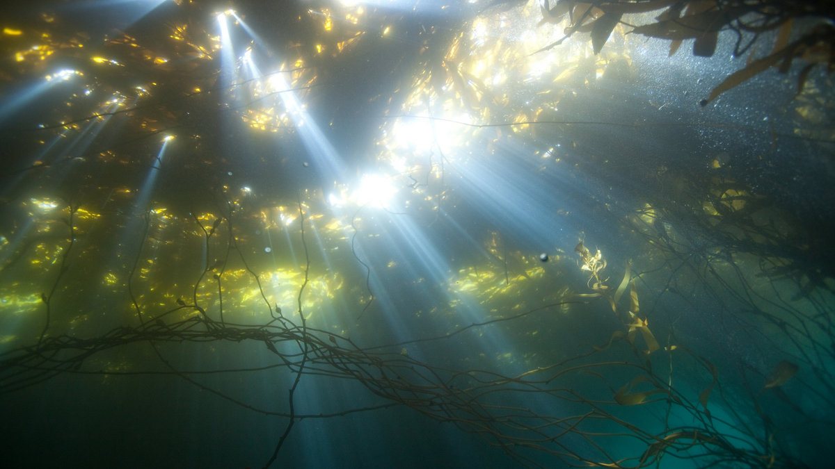 Kelp Root Benefits: Boost Your Health Naturally – Fine USA